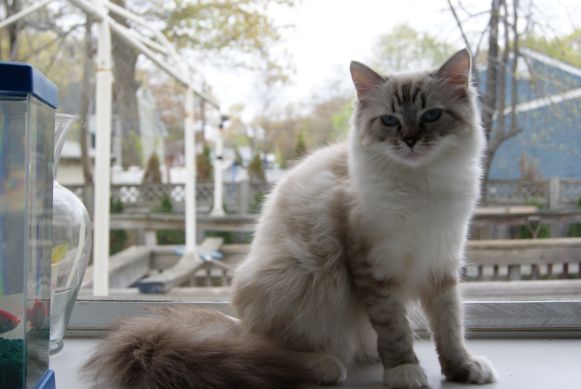 Luvlee Dolls Ragdoll Cattery - Our Ragdoll Cattery Girls- Nassau County ...